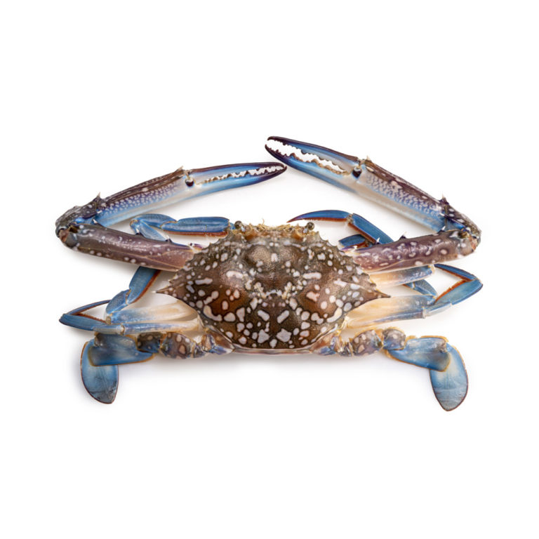 Blue Crab - EURO USA
