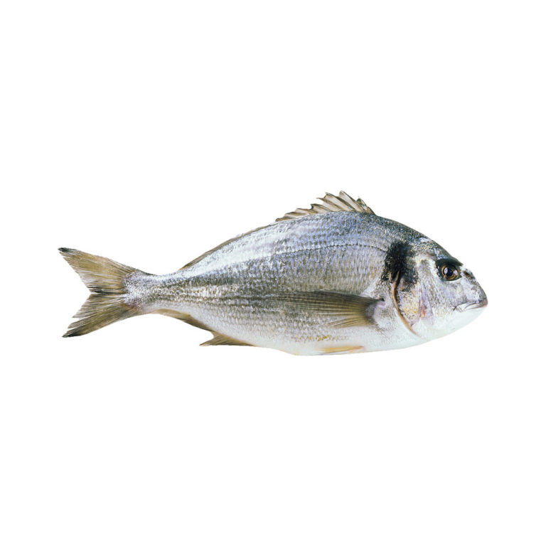 Bream/Dorade - EURO USA