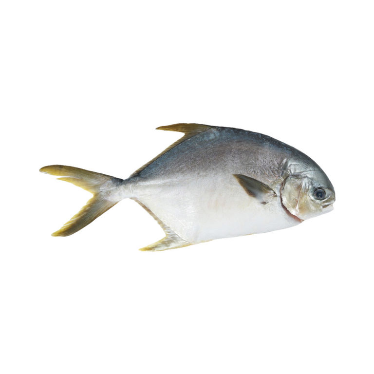 Pompano - EURO USA