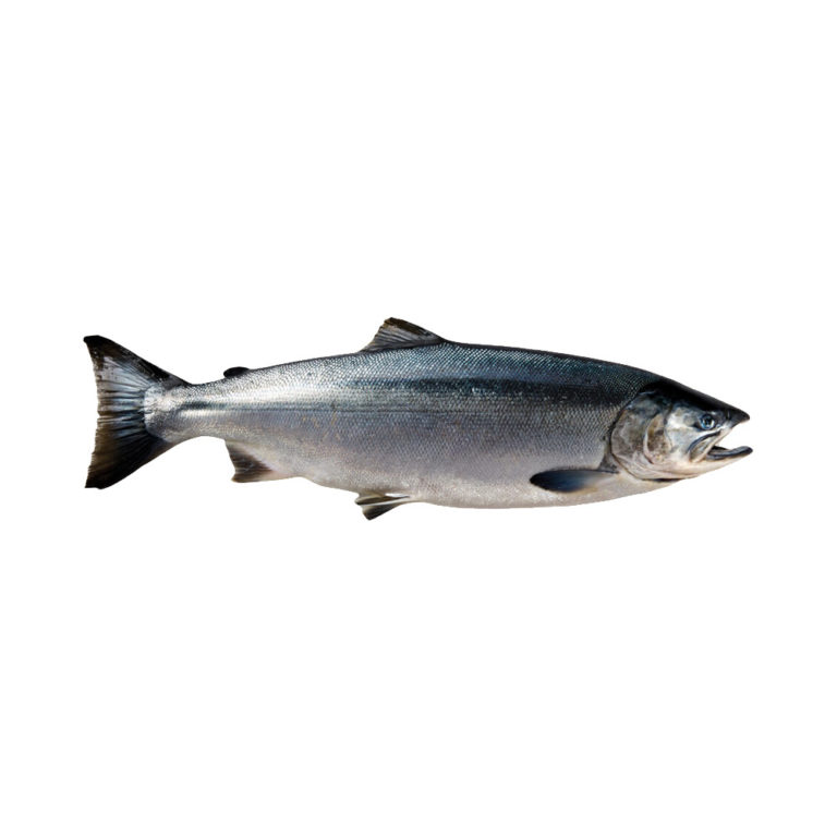Salmon-Coho - EURO USA